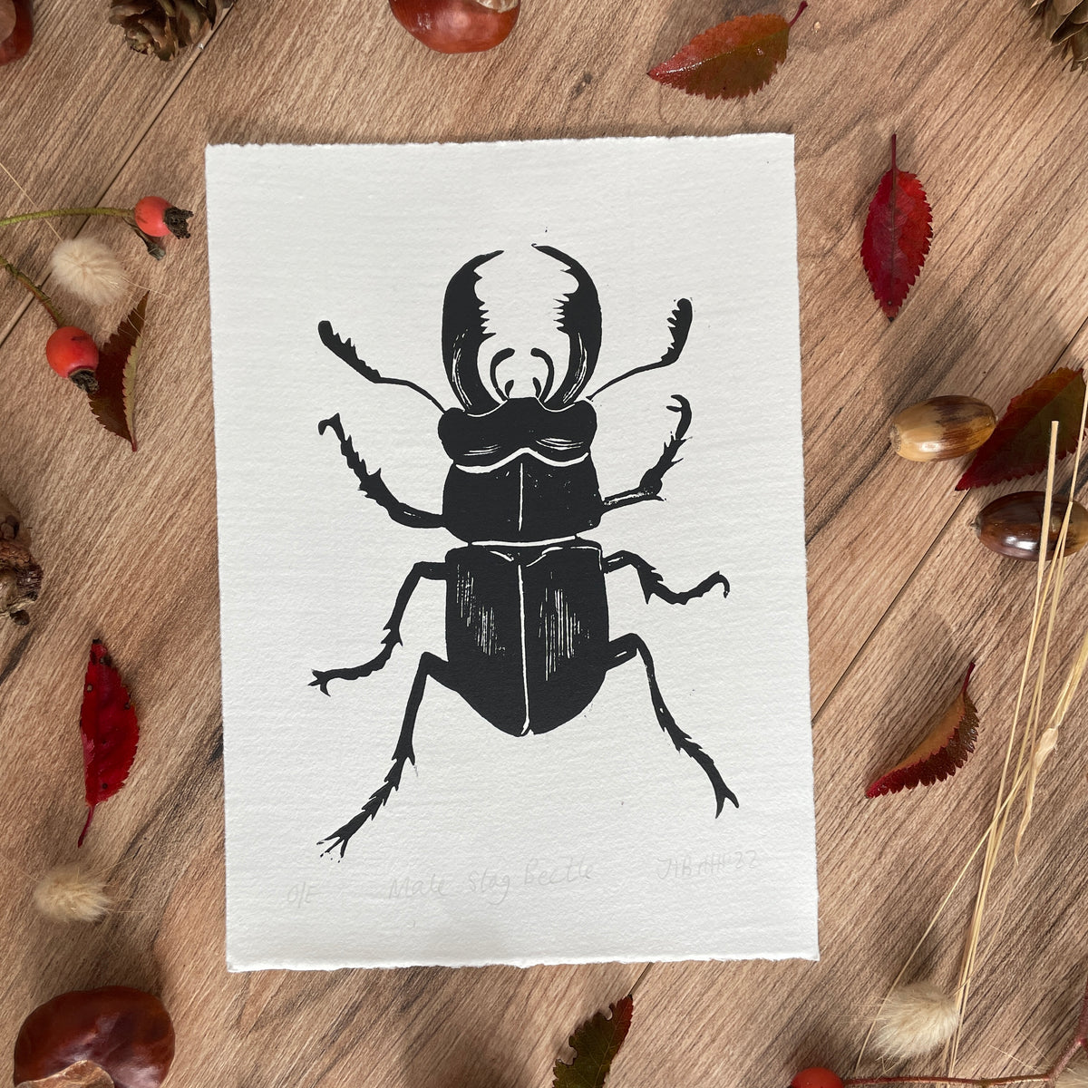 Stag Beetle Lino hand printed insect linocut print by Jackdaw and Bear